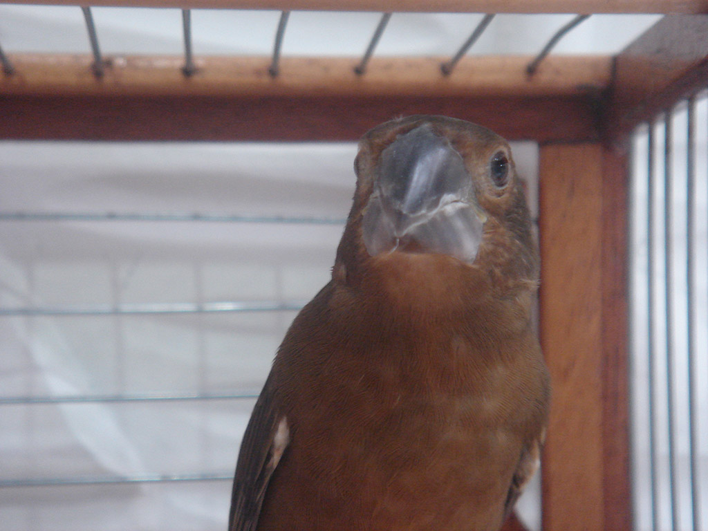 Pássaro Bicudo de Canto e Fibra | Bicudaria Arco-Íris