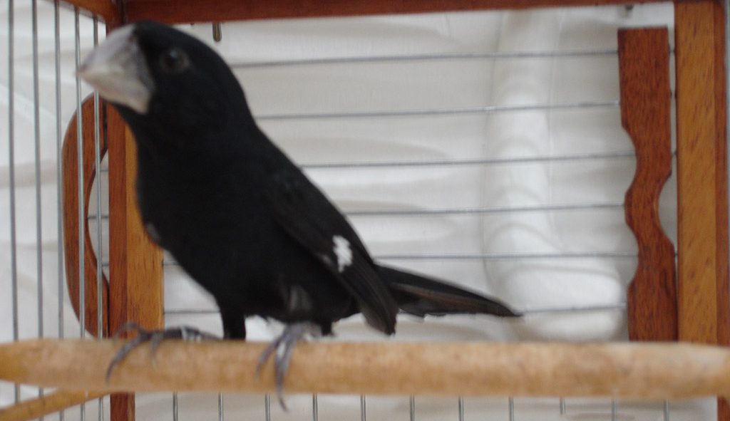 Pássaro Bicudo de Canto e Fibra | Bicudaria Arco-Íris